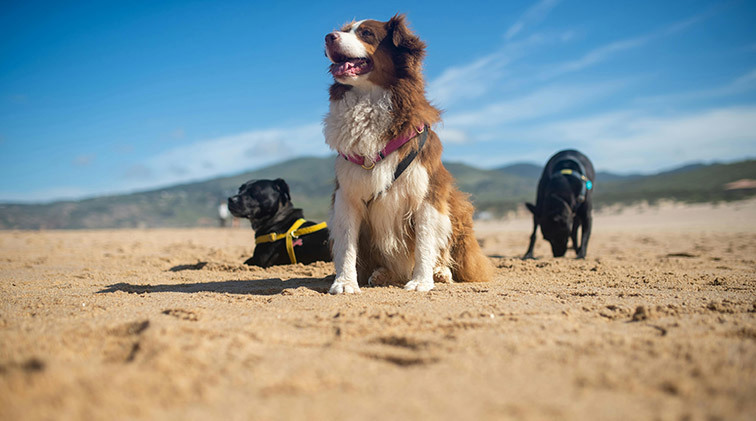 Las mejores playas para perros. Disfruta del verano con tu mascota - Ocean