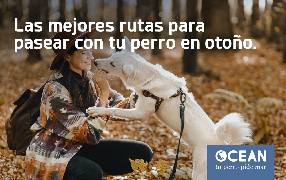 Las mejores rutas para pasear con tu perro en invierno - Ocean