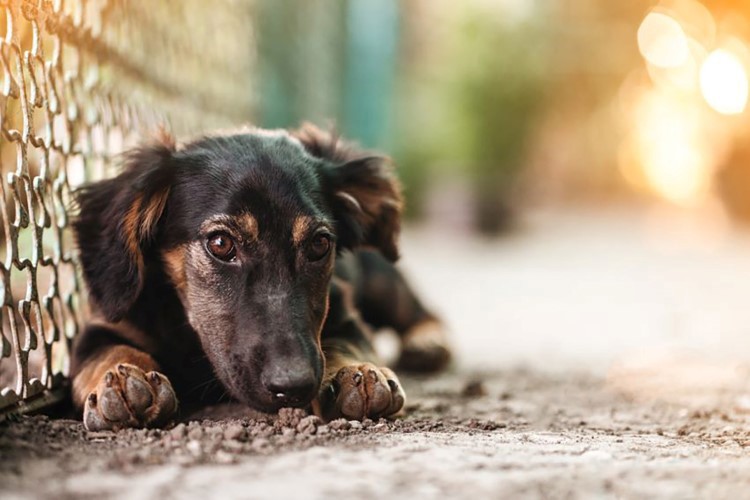 Good advice if you have decided to adopt a dog - Ocean