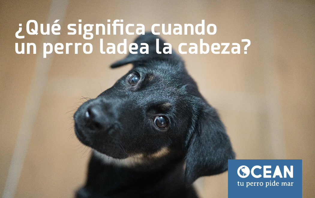 ¿Por qué ladea la cabeza? - Ocean